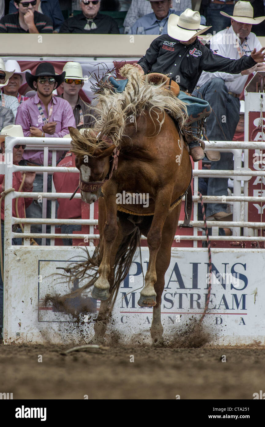 Saddle bronc event at the Calgary Stampede Rodeo Stock Photo - Alamy