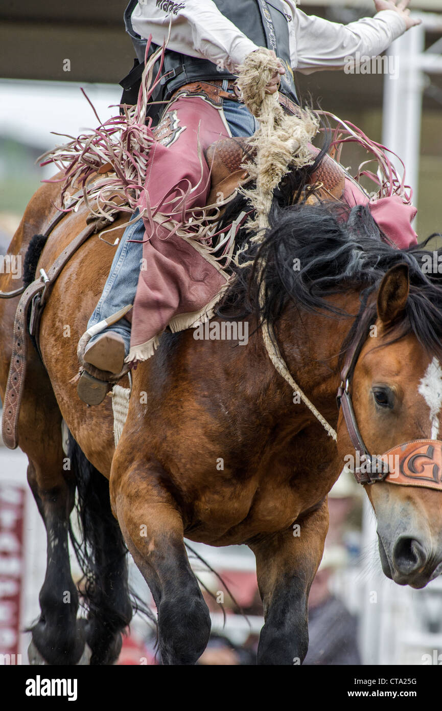 Saddle bronc event at the Calgary Stampede Rodeo Stock Photo - Alamy