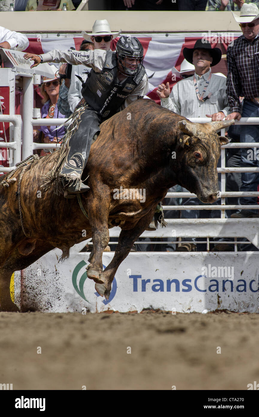 Bull riding event at the Calgary Stampede Rodeo Stock Photo - Alamy