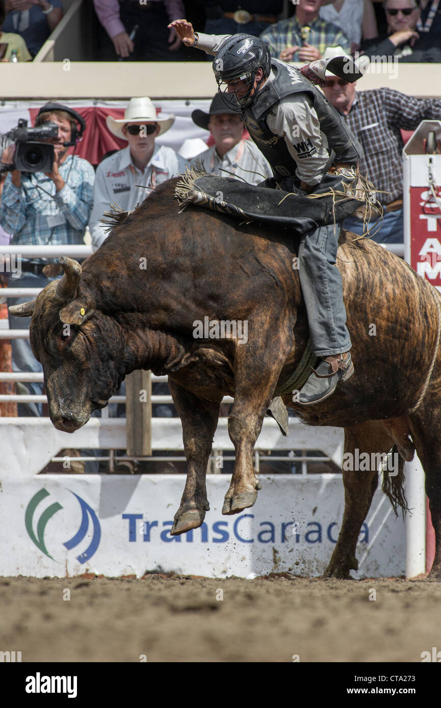 Bull riding event at the Calgary Stampede Rodeo Stock Photo - Alamy