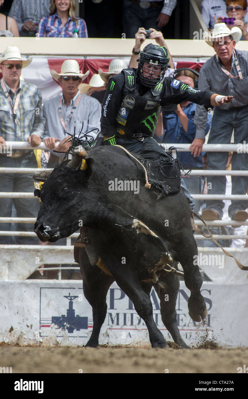 Bull riding event at the Calgary Stampede Rodeo Stock Photo - Alamy