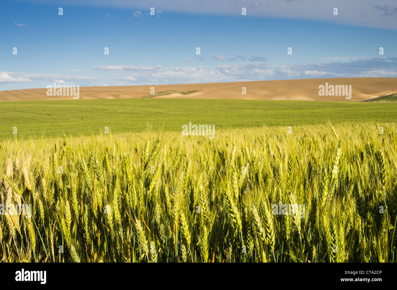 A farmscape with wheat or grain and rolling fields Stock Photo - Alamy