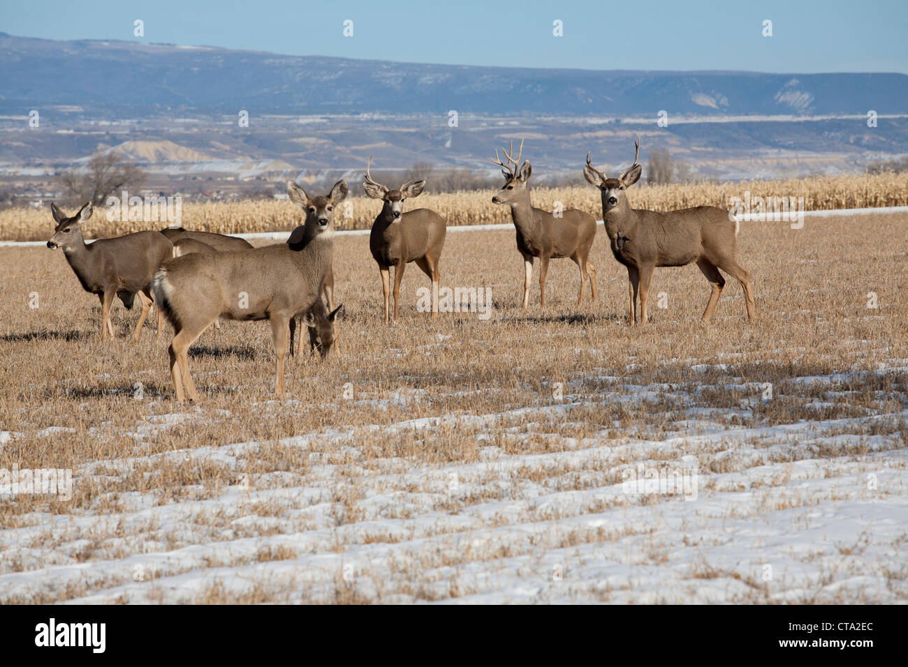 Mule deer field hi-res stock photography and images - Alamy