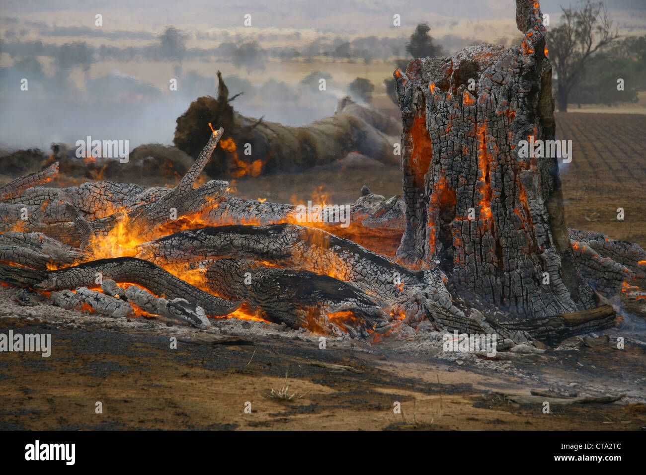 A tree continues to burn following a crop fire in a paddock Stock Photo ...