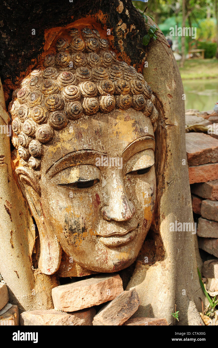 Ancient Buddhism head in root of banyan tree in Thailand Stock Photo ...