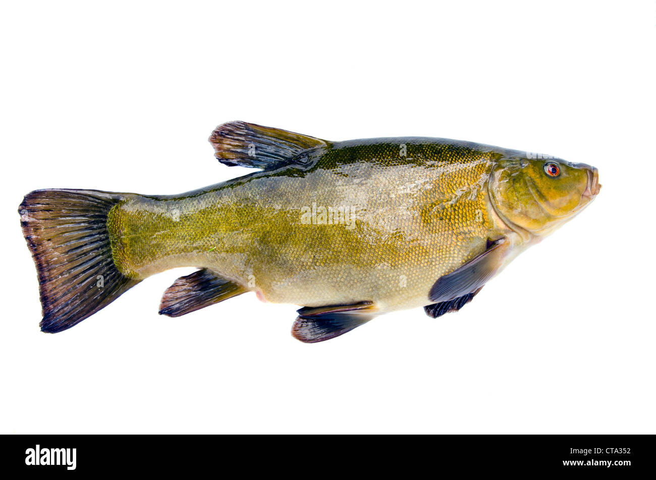 Tench fish Cut Out Stock Images & Pictures - Alamy