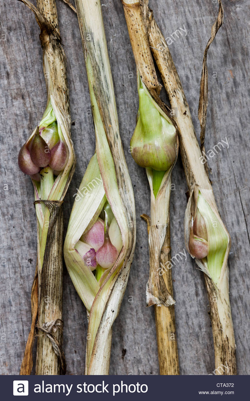 Bulbils Stock Photos & Bulbils Stock Images - Alamy