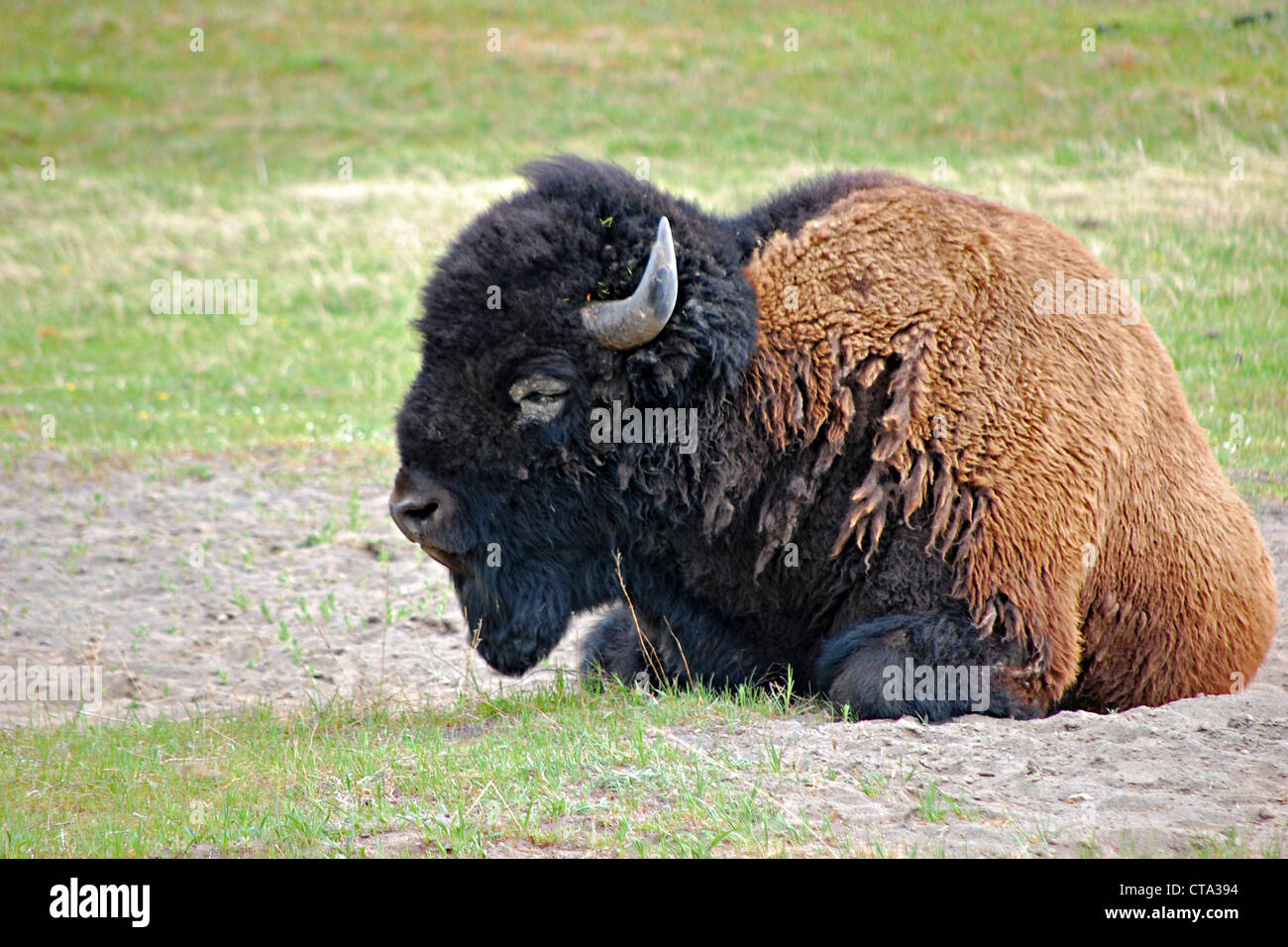 Male Bison, Yellowstone National Park Stock Photo - Alamy