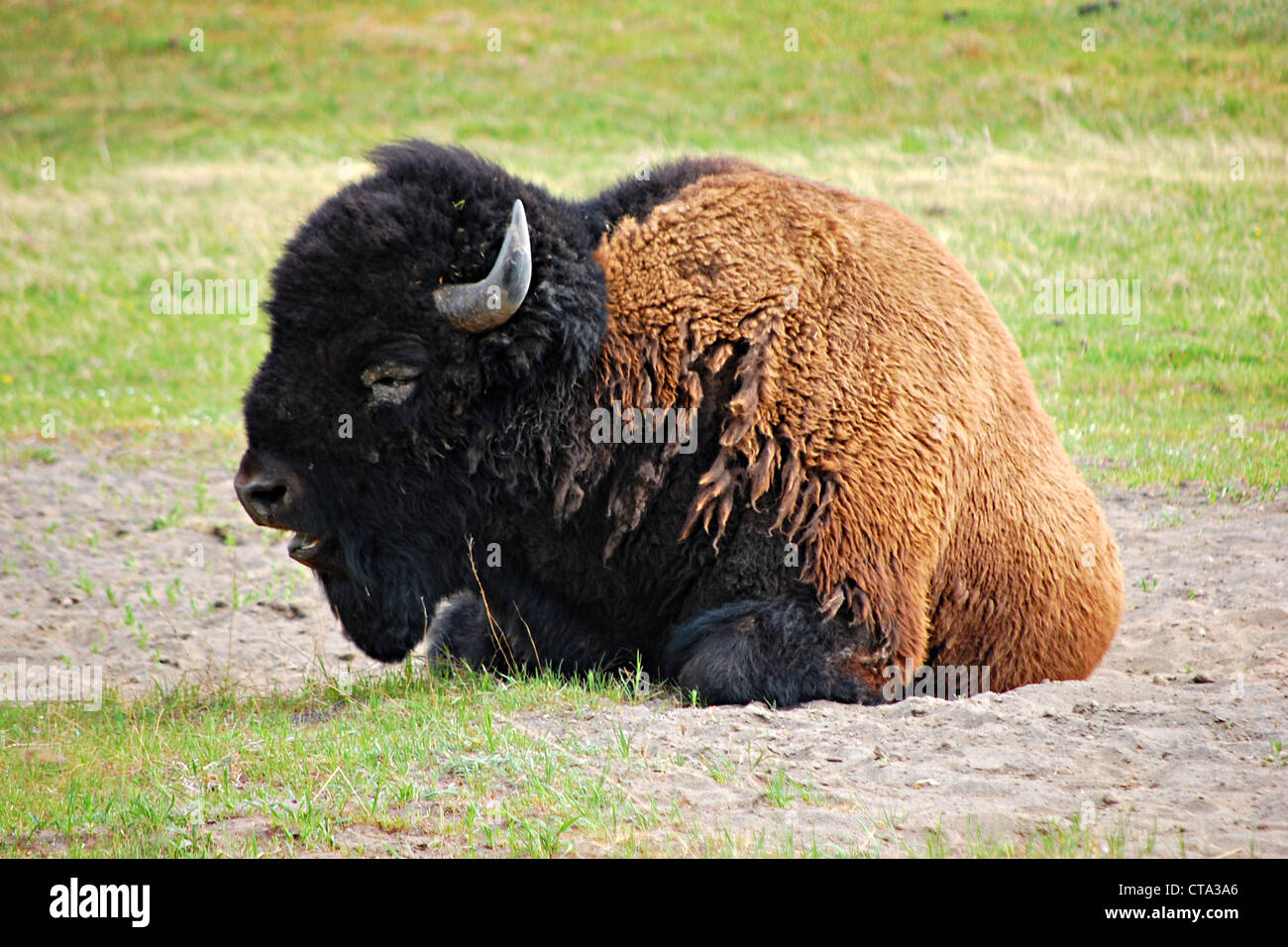 Male Bison, Yellowstone National Park Stock Photo - Alamy