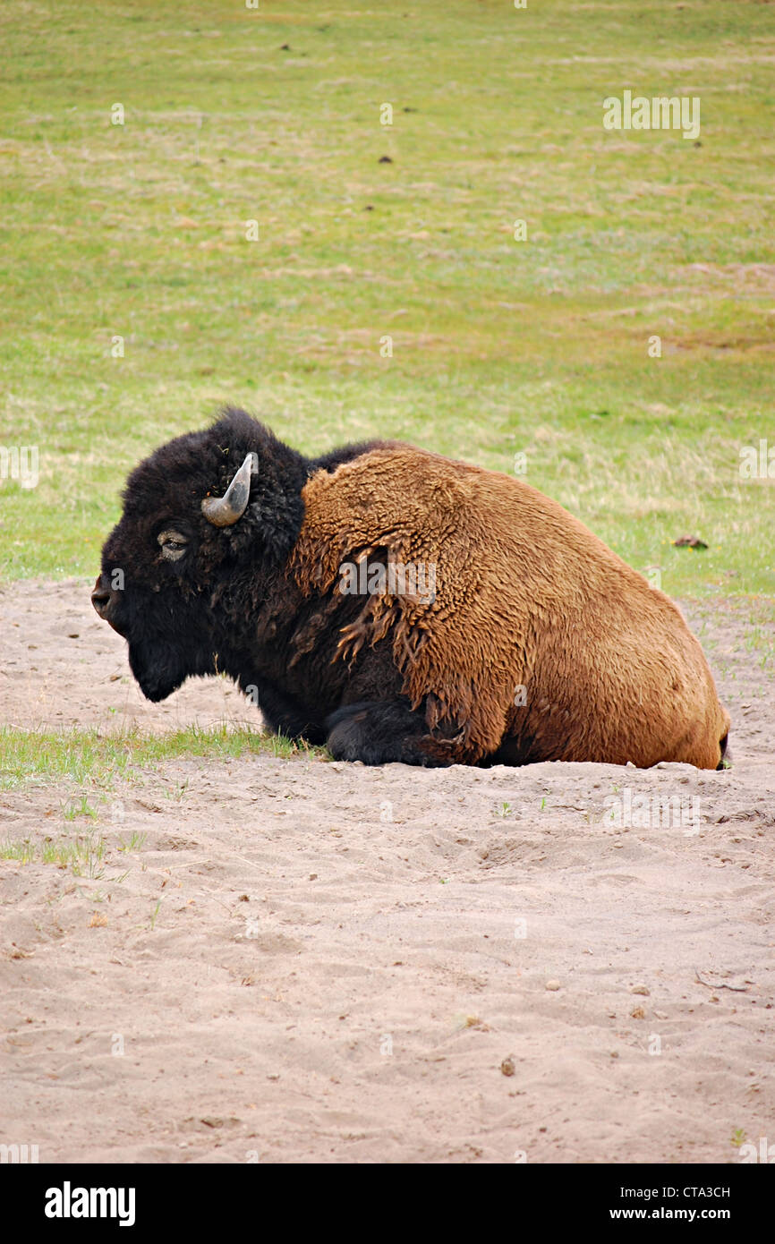 Male Bison, Yellowstone National Park Stock Photo - Alamy