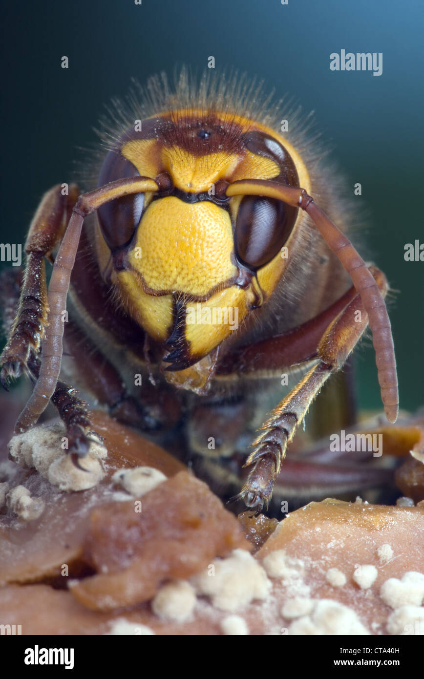Hornet jaws hi-res stock photography and images - Alamy