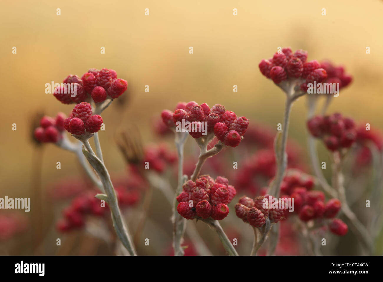 Red Everlasting (Helichrysum sanguineum) Photographed in Israel in May ...
