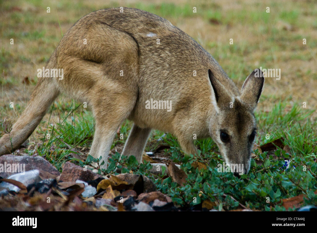 Kangaroo feeding on grass in Kakadu National Park Northern Territory ...