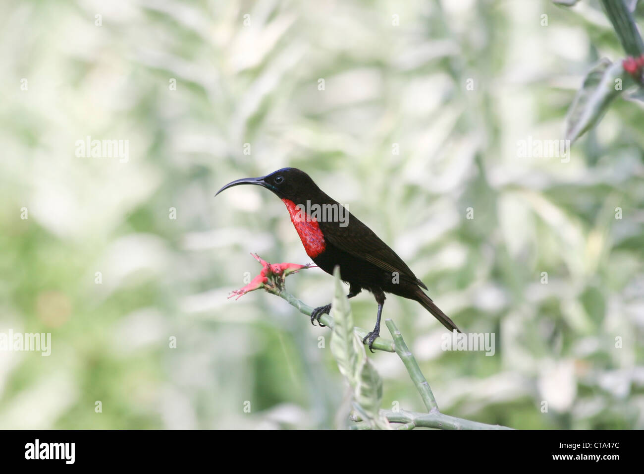 Africa, Tanzania, Lake Manyara National Park, Close-up of Scarlet ...