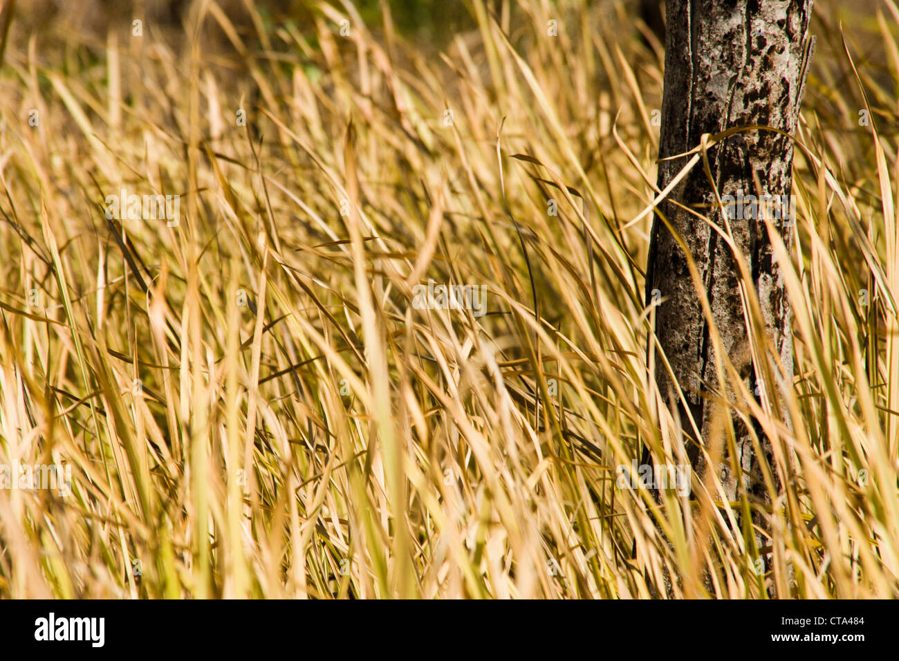 Dry grasses blowing in breeze tree Stock Photo - Alamy