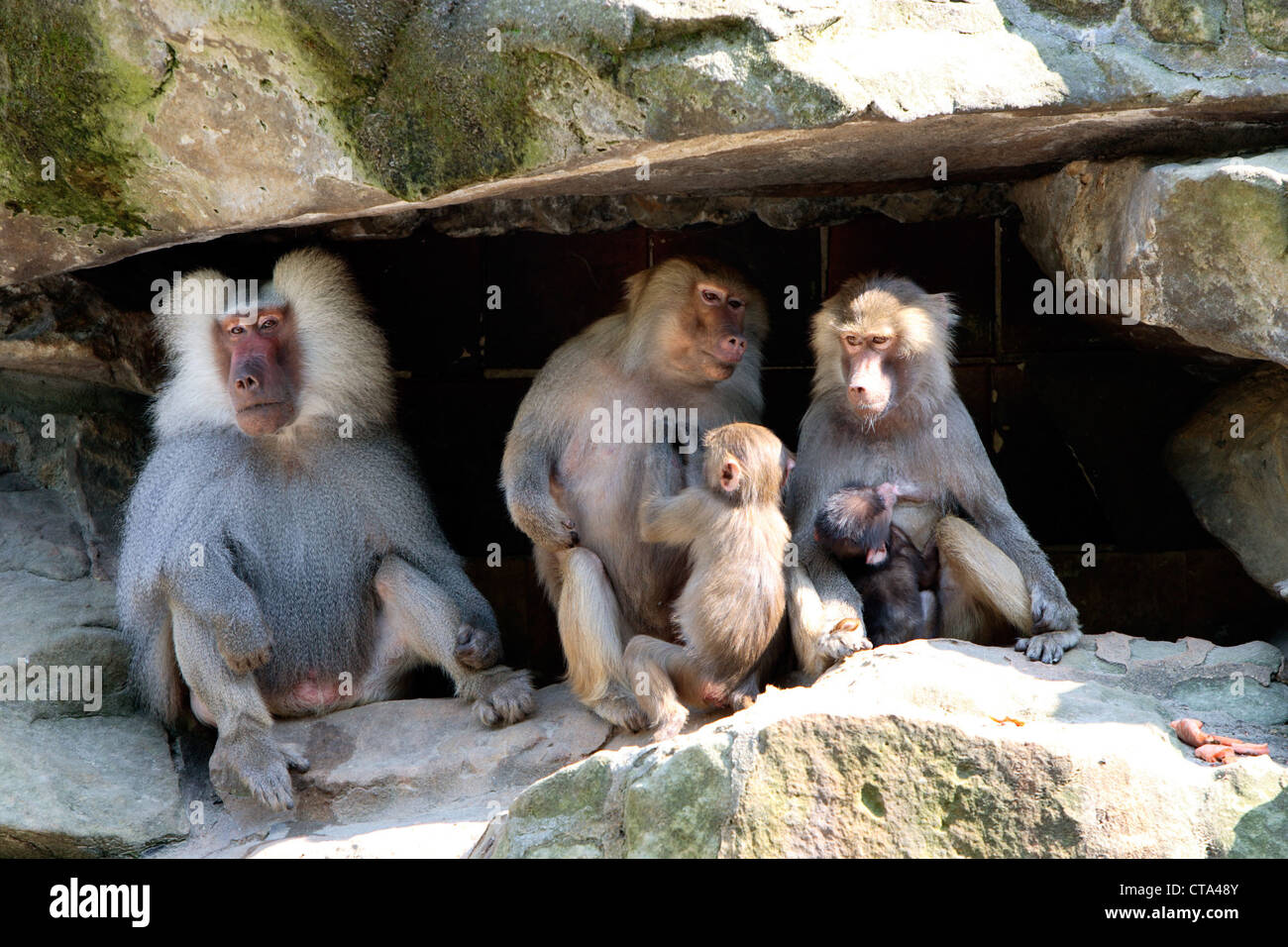 Baboons in their enclosure at the zoo in Berlin Stock Photo - Alamy