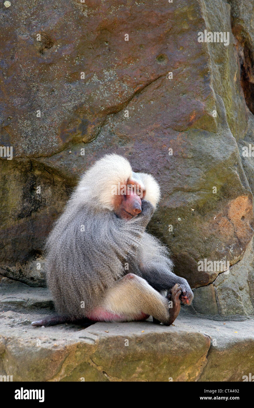 Baboon in zoo enclosure hi-res stock photography and images - Alamy