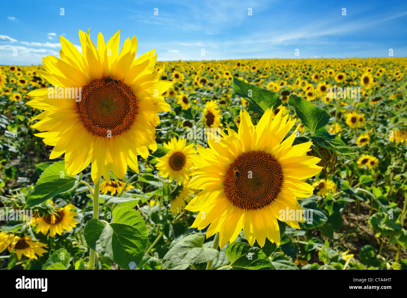 Ukrainian sunflower honey hi-res stock photography and images - Alamy