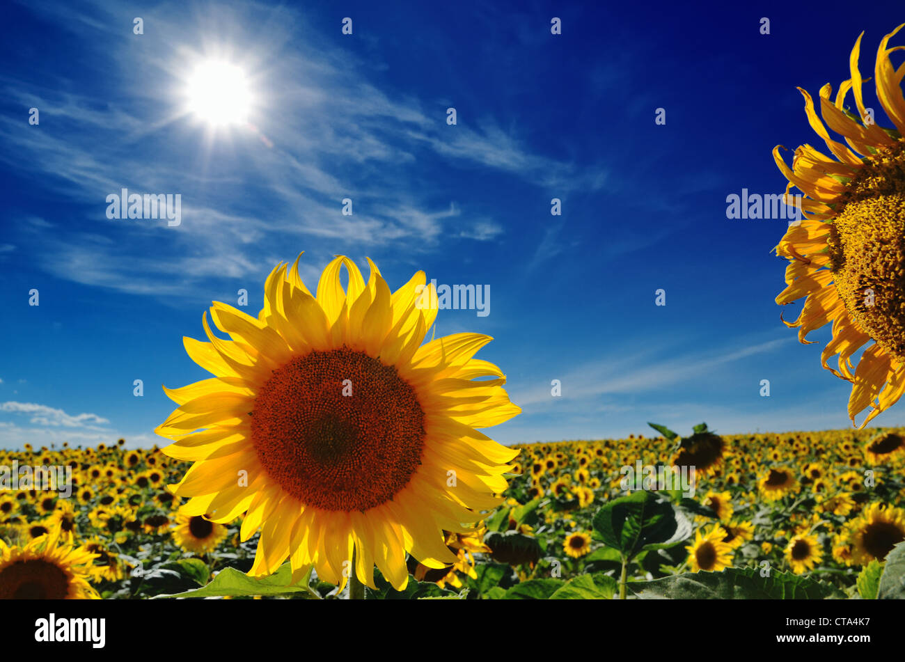 Ukraine sunflower hi-res stock photography and images - Alamy