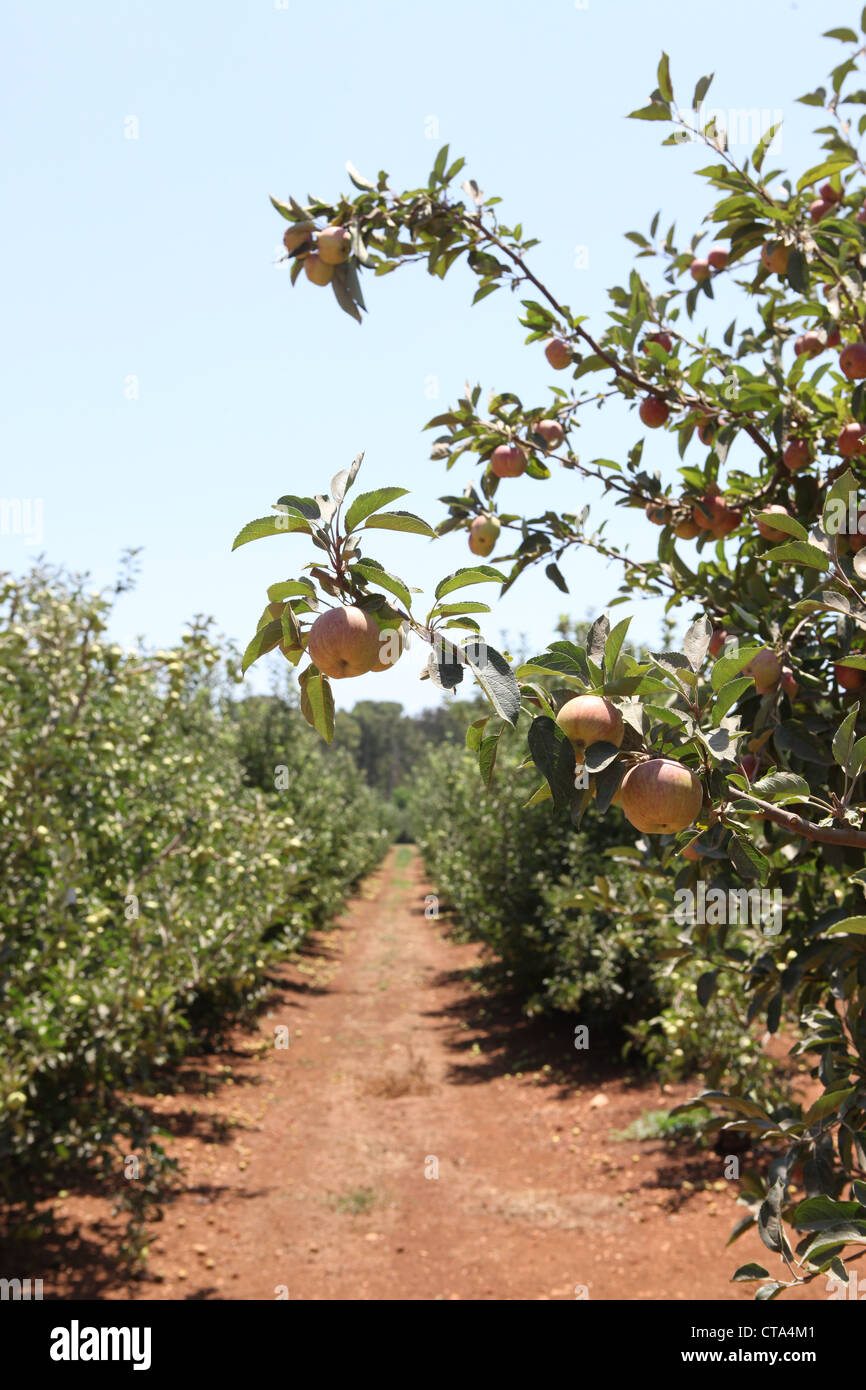 Apple Orchard at Metula Israel Stock Photo - Alamy