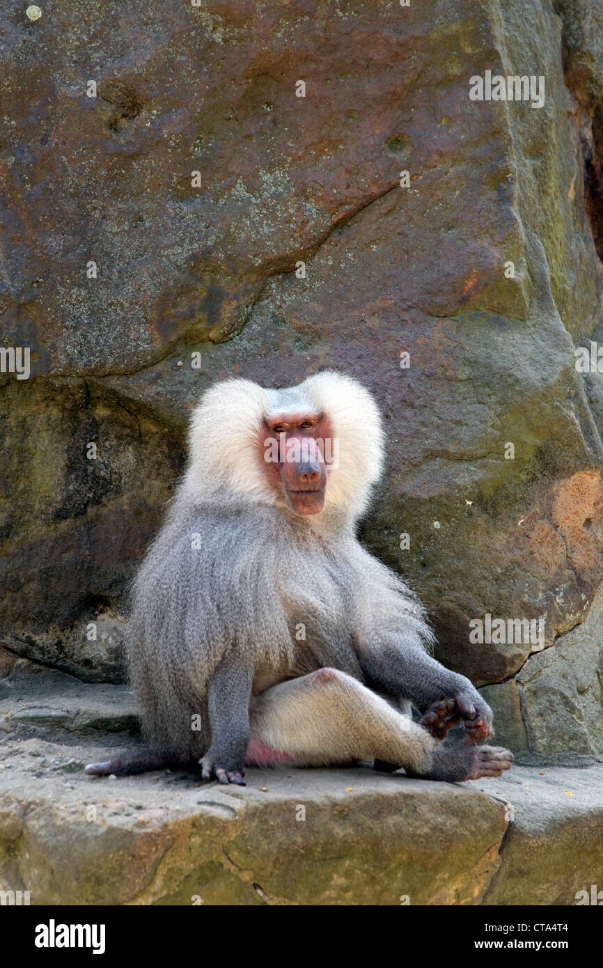 Baboon in his enclosure at Berlin Zoo Stock Photo - Alamy