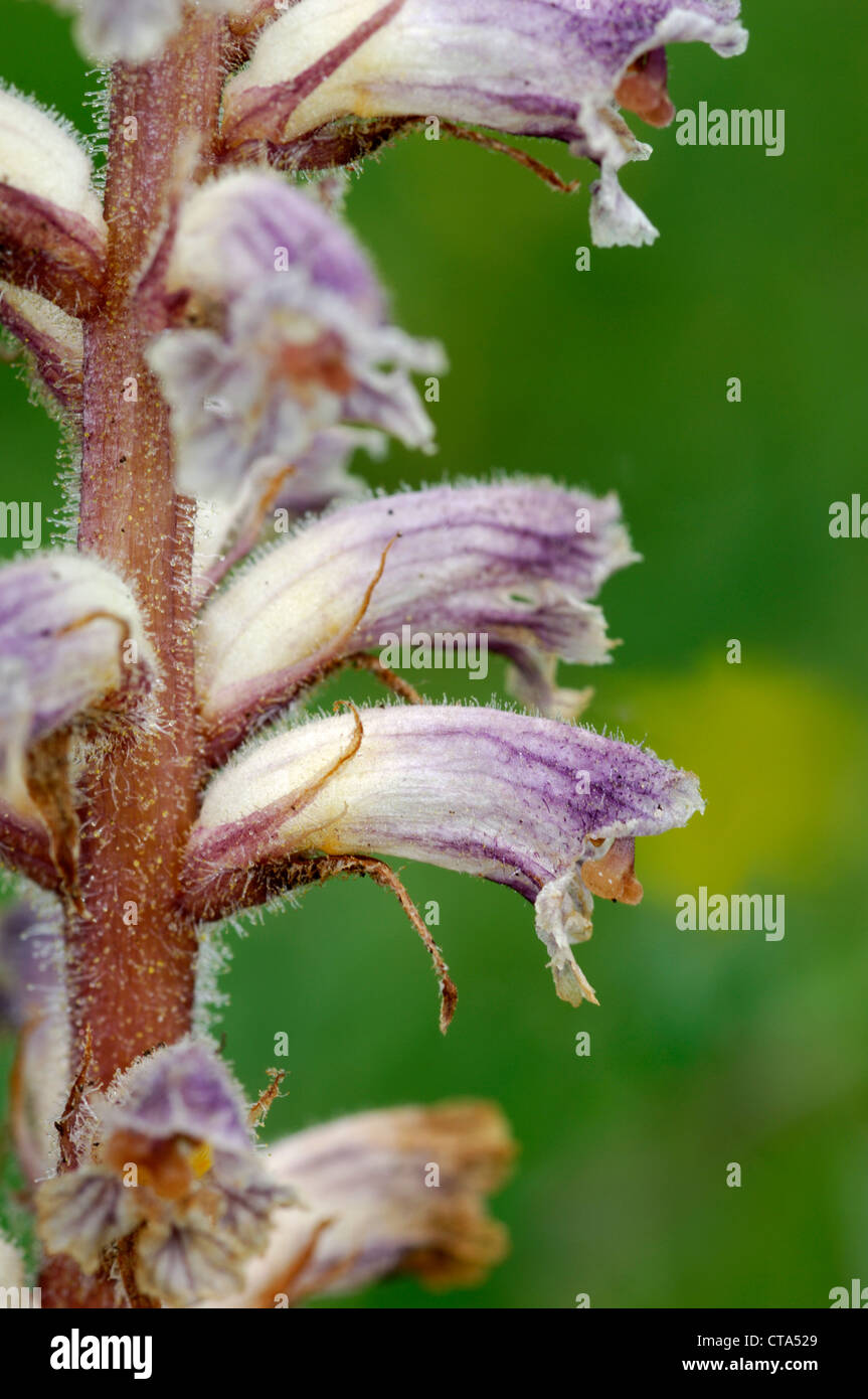 COMMON BROOMRAPE Orobanche minor (Orobanchaceae Stock Photo - Alamy