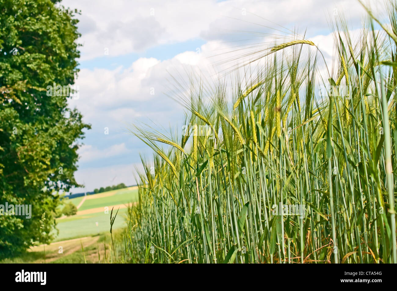 field of barley Stock Photo - Alamy