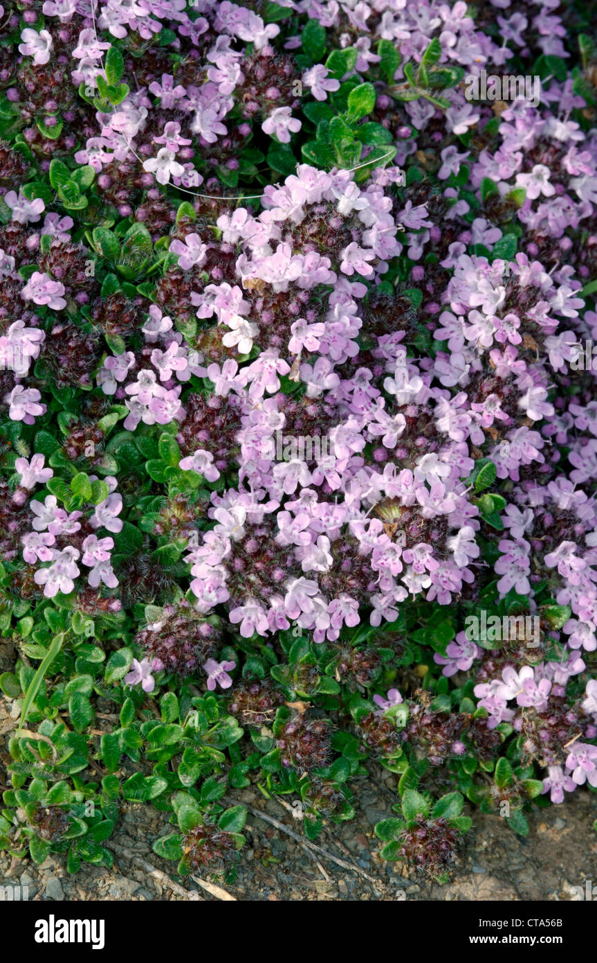 WILD THYME Thymus polytrichus (Lamiaceae Stock Photo - Alamy