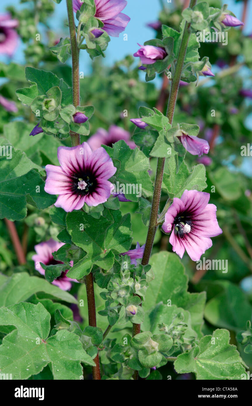 TREE MALLOW Lavatera arborea (Malvaceae Stock Photo - Alamy
