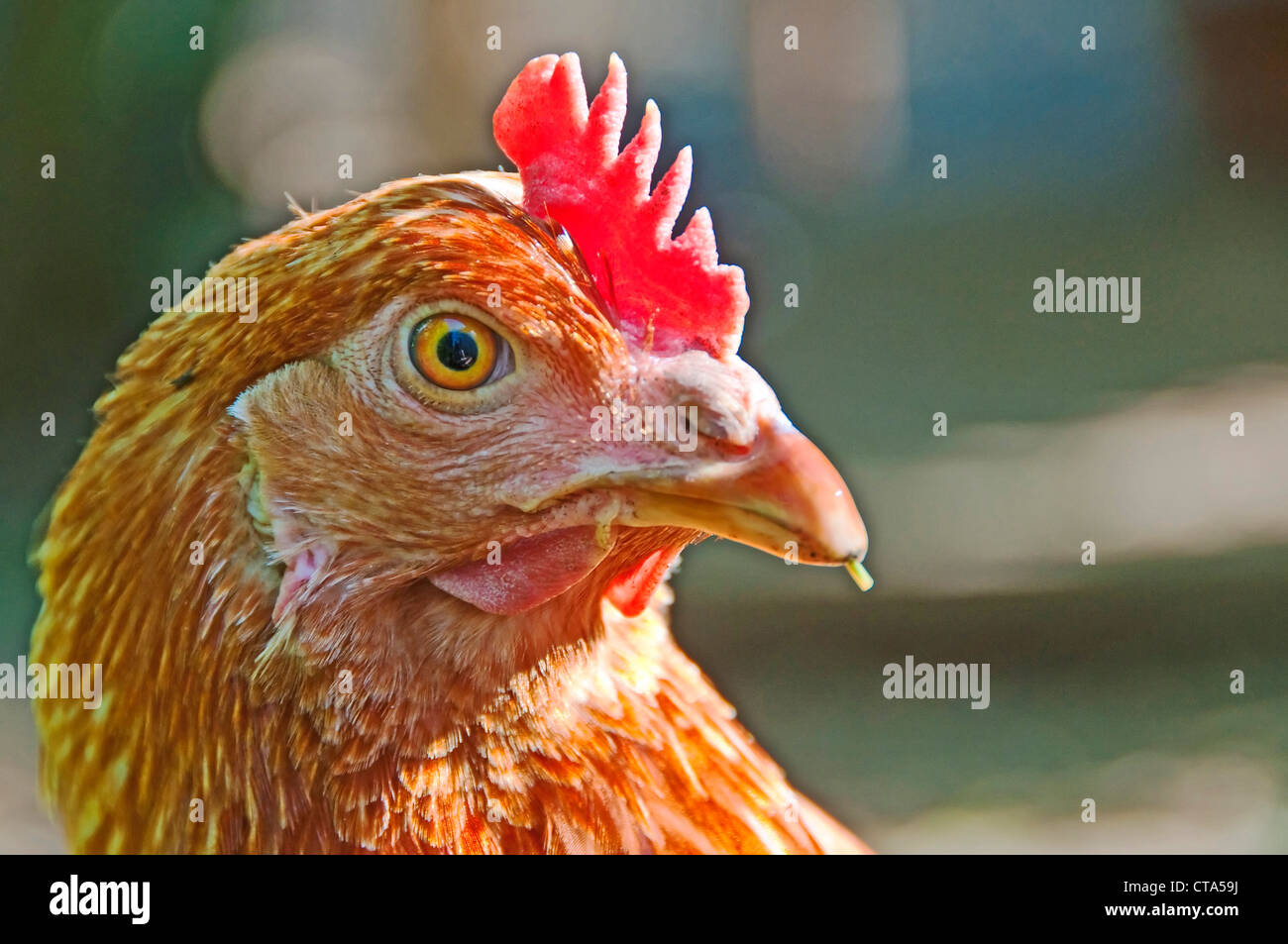 closeup of a chicken head Stock Photo - Alamy
