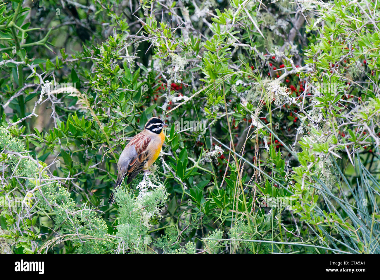 Male Golden-Breasted Bunting near nest, Eastern Cape, South Africa ...