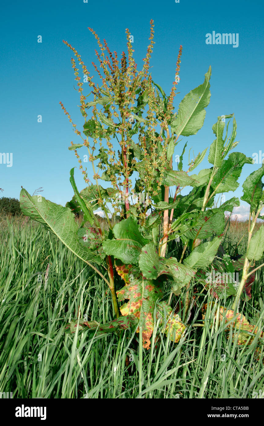 Broad leaved dock rumex obtusifolius hi-res stock photography and ...