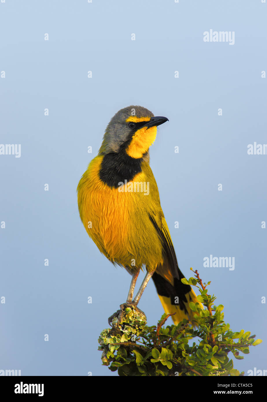 Bokmakierie bird perched on green branch - Telophorus zeylonus - Addo ...