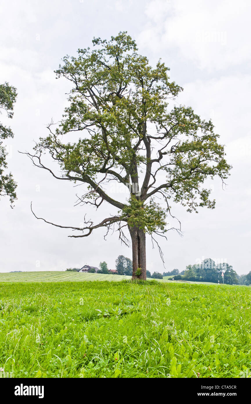 Deciduous tree in meadow, Berg, Upper Bavaria, Germany Stock Photo - Alamy