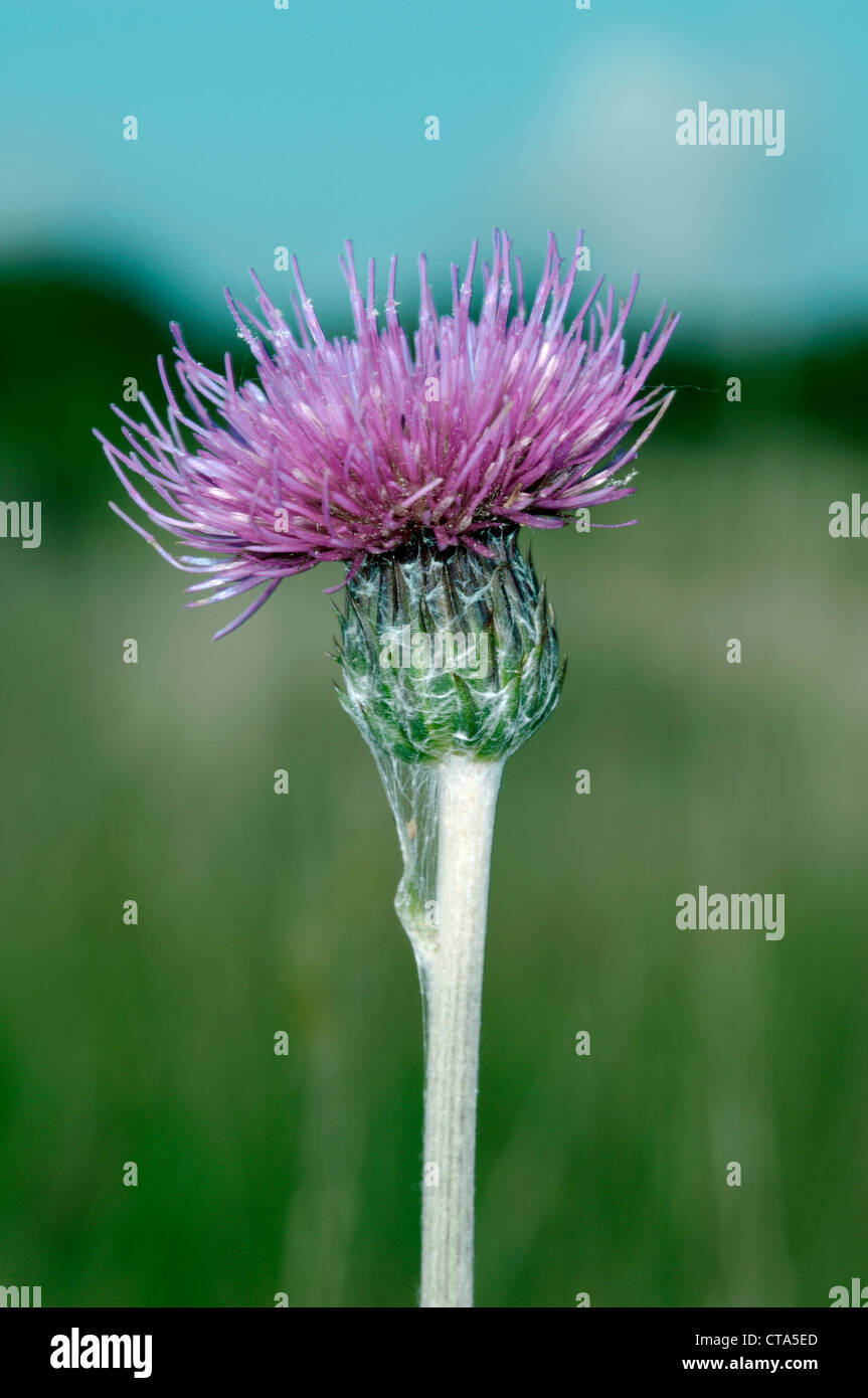 MEADOW THISTLE Cirsium dissectum (Asteraceae Stock Photo - Alamy
