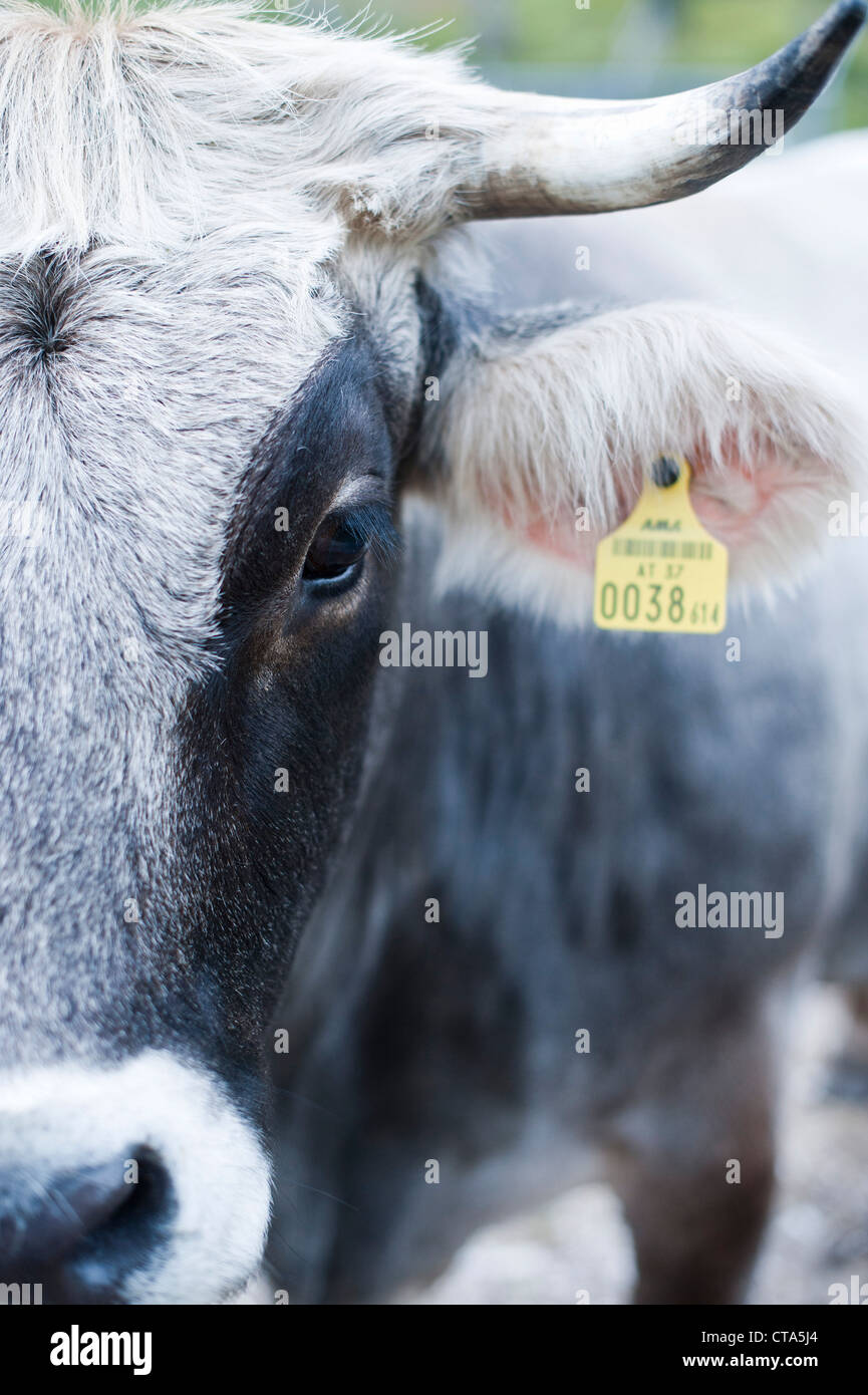 Cattle with earmark, Leutasch valley, Tyrol, Austria Stock Photo - Alamy