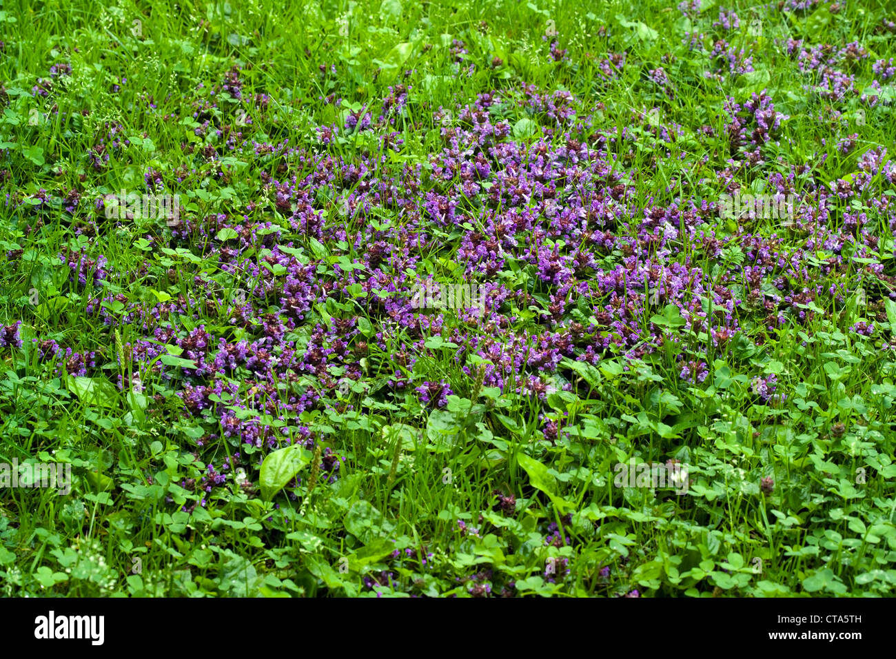 Prunella vulgaris hi-res stock photography and images - Alamy