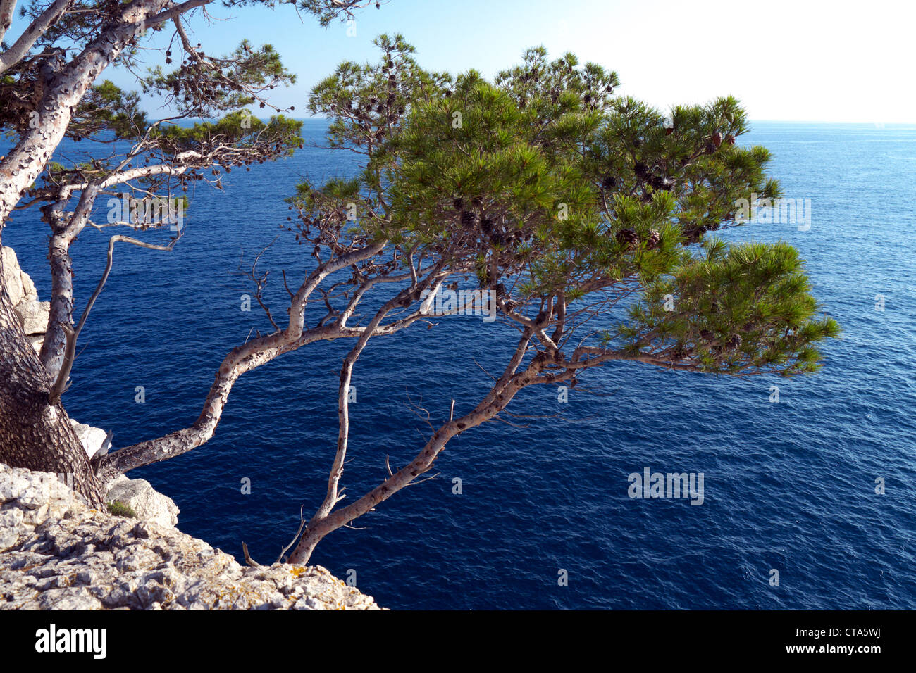 blue mediterranean ocean and a tree Stock Photo - Alamy