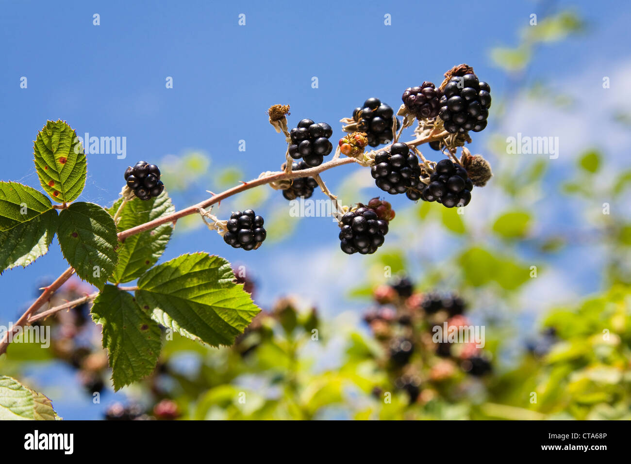 Blackberries, Bavaria, Germany Stock Photo - Alamy