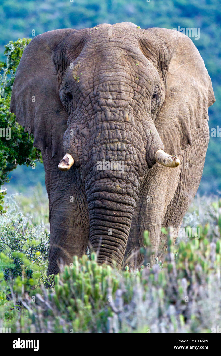 Old bull elephant with broken tusks in private game reserve, Eastern ...