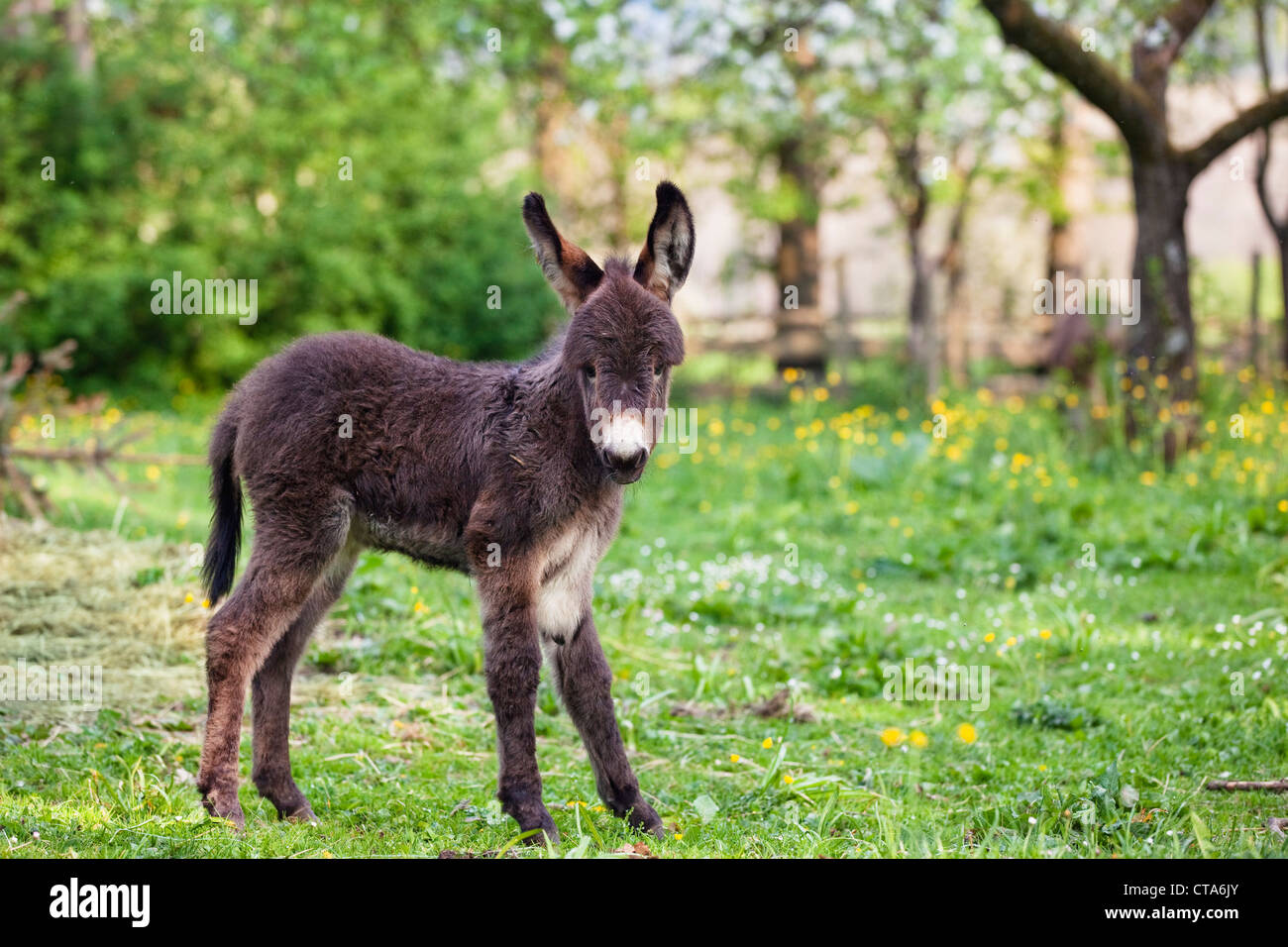 The Donkey High Resolution Stock Photography and Images - Alamy