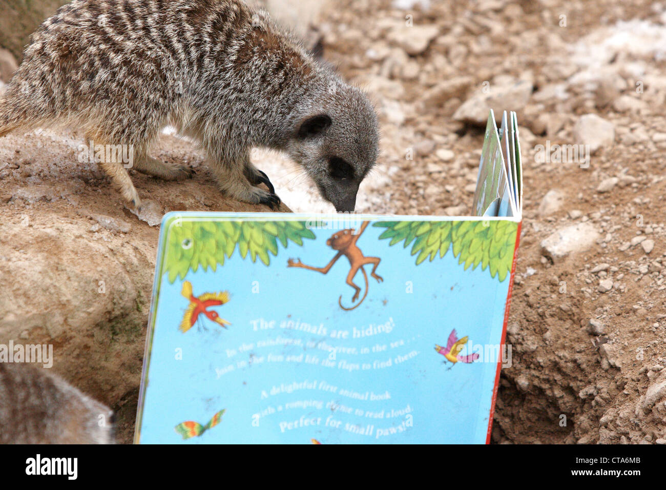 Inquisitive meerkats "read" a book being launched as part of Stories ...