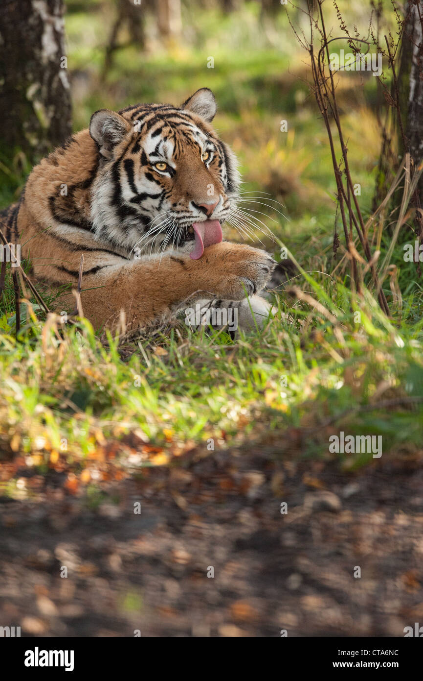 Tiger washing hi-res stock photography and images - Alamy