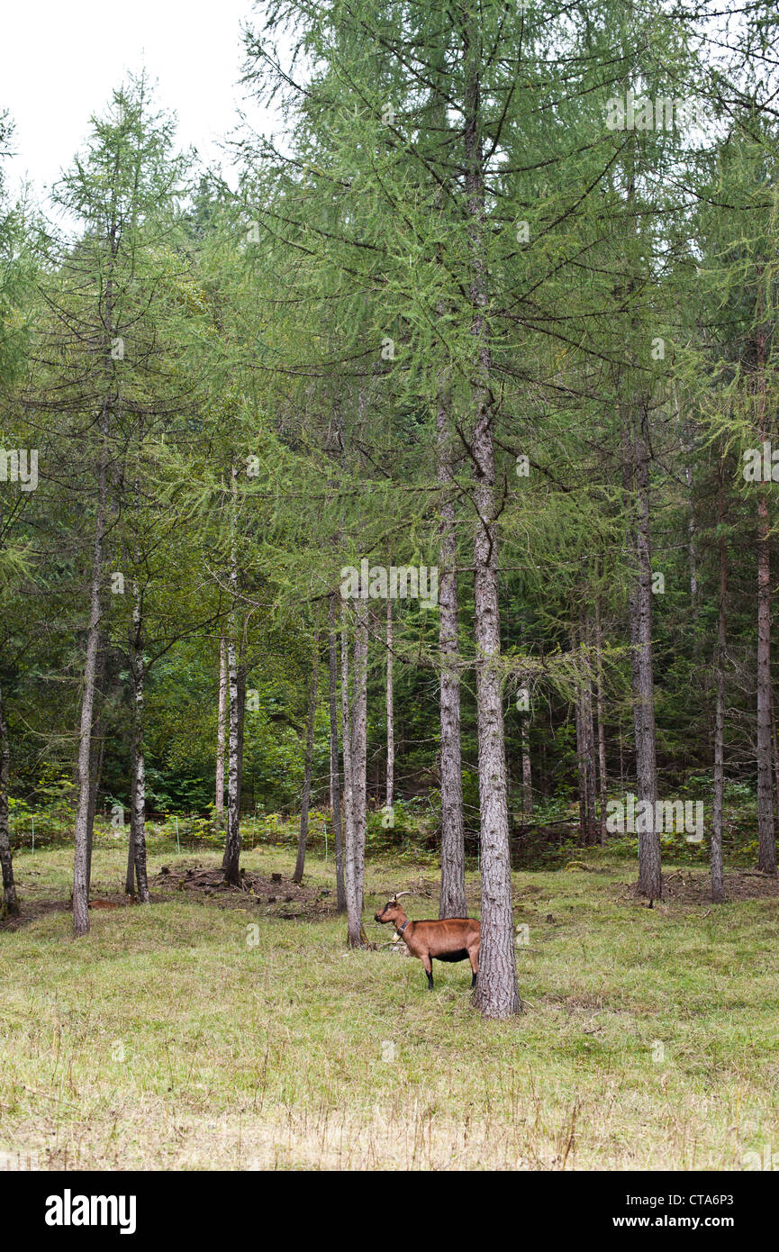 Goat under tree hi-res stock photography and images - Alamy