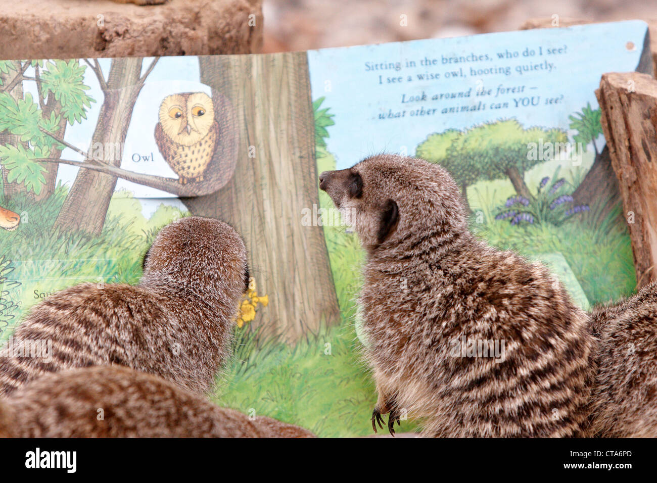Inquisitive meerkats "read" a book being launched as part of Stories ...