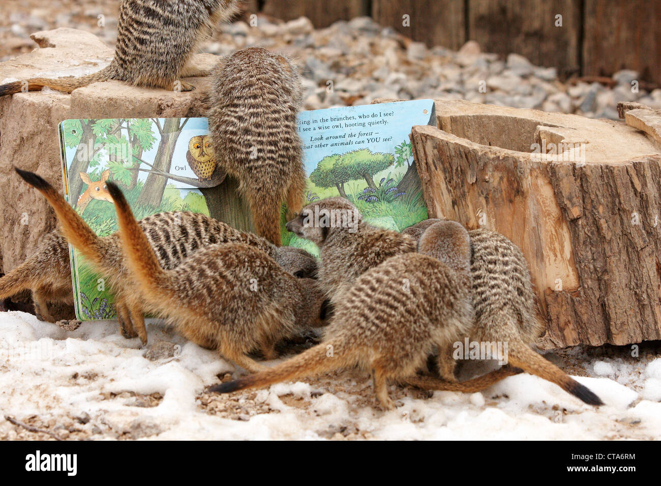 Inquisitive meerkats "read" a book being launched as part of Stories ...