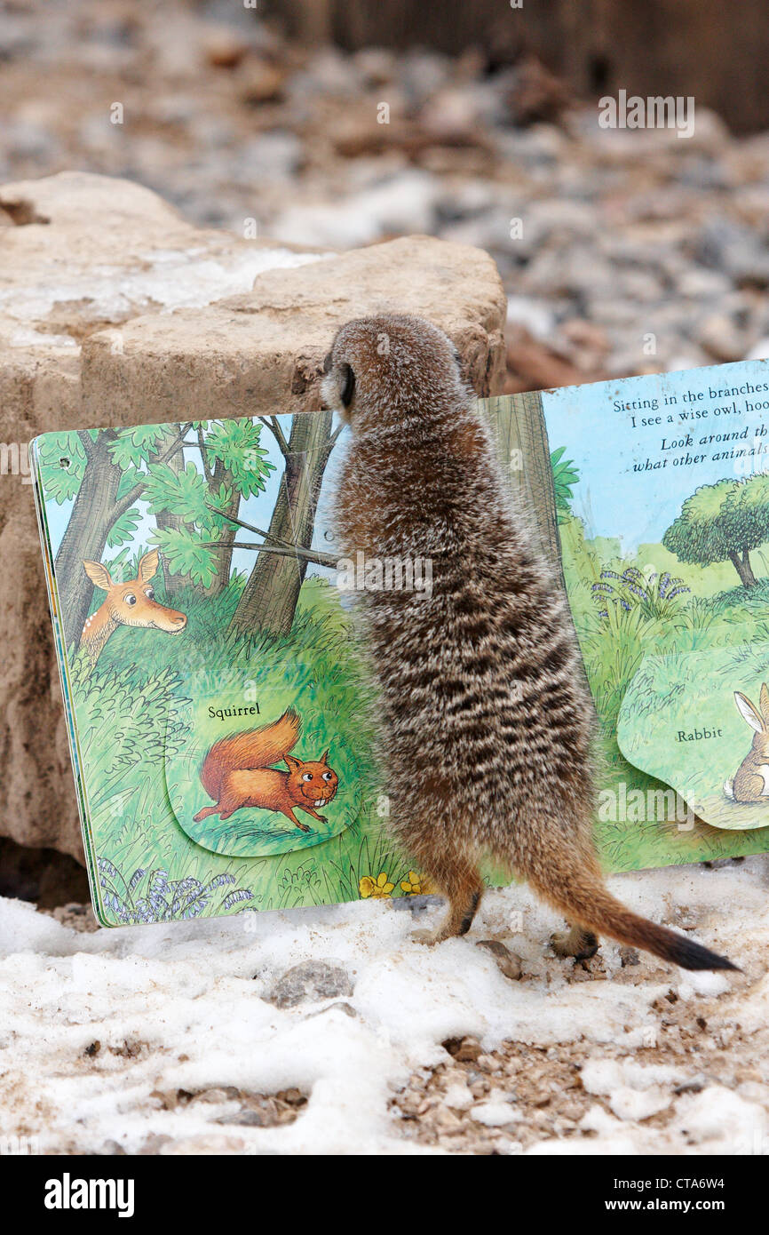 Zoo stories hi-res stock photography and images - Alamy