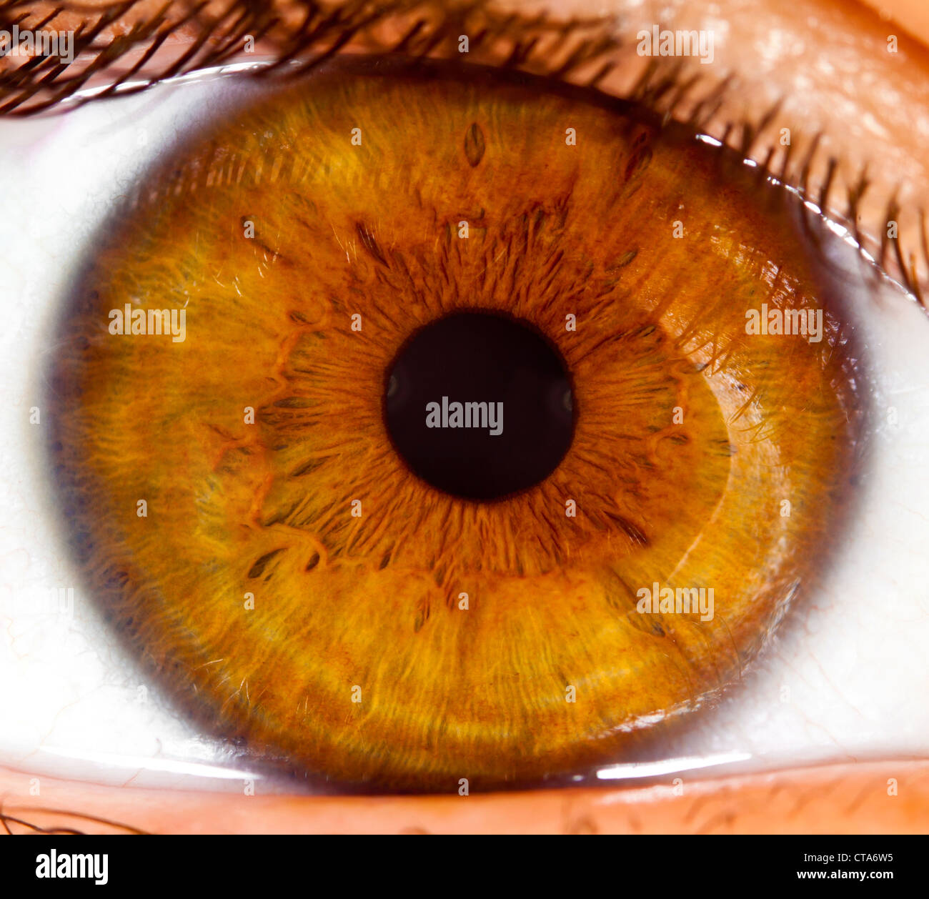 Eye of the person, a pupil photographed close up Stock Photo - Alamy