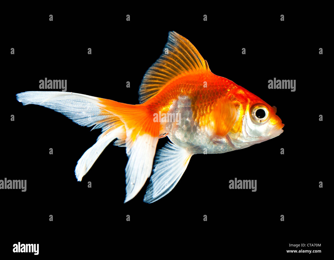 goldfish isolated on a dark black background Stock Photo - Alamy