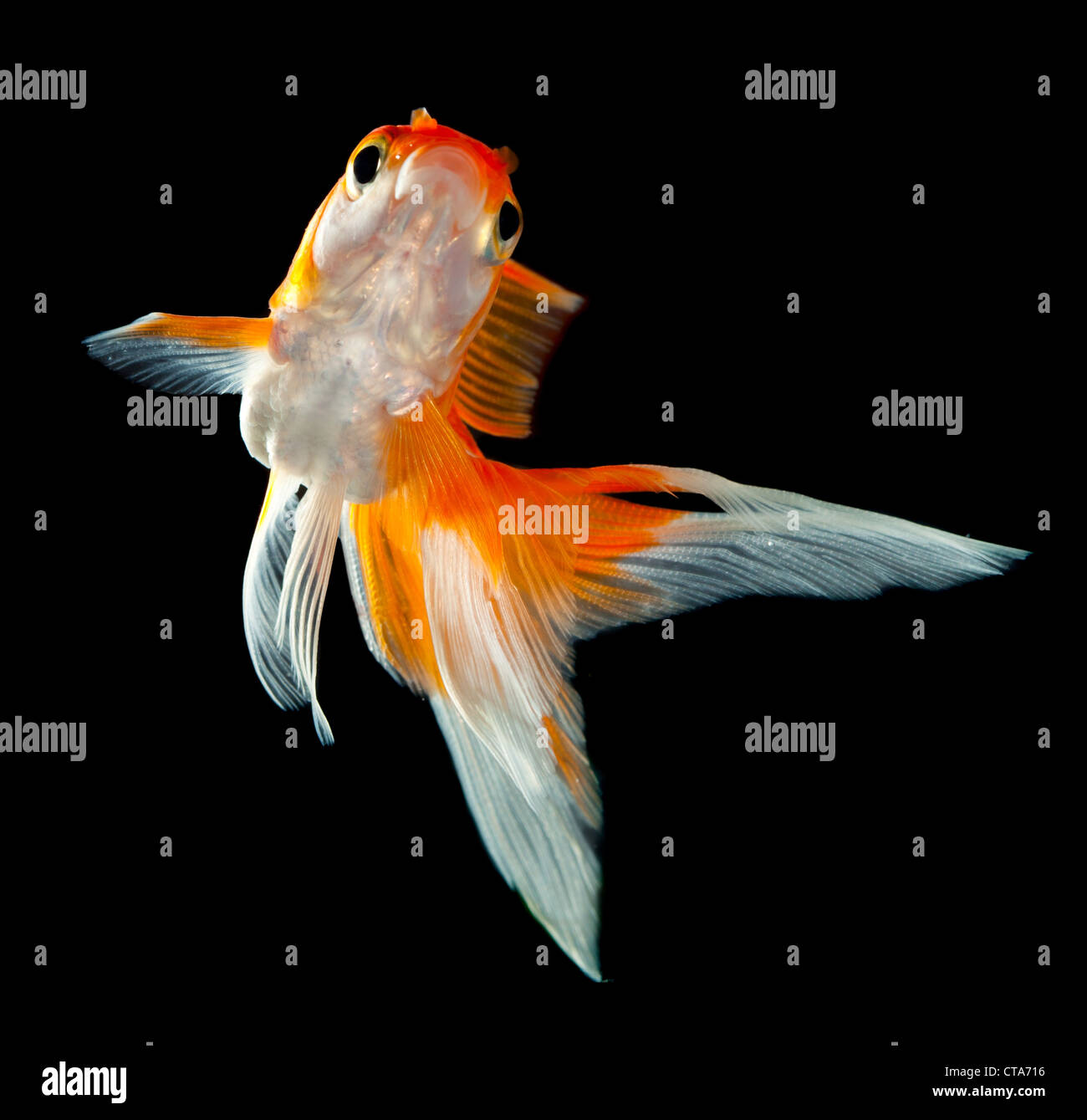 goldfish isolated on a dark black background Stock Photo - Alamy